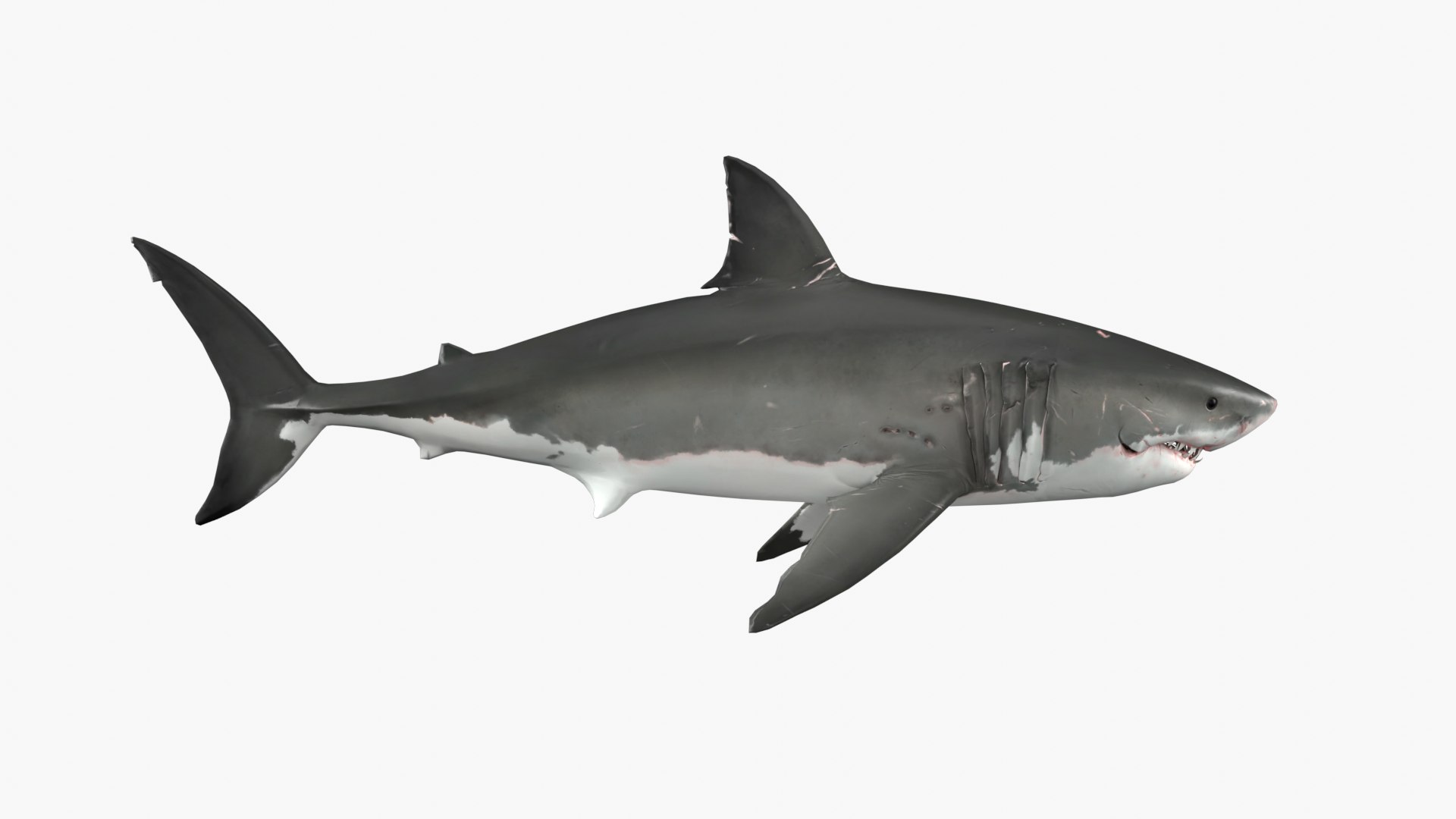Shark 3D Model - TurboSquid 2331797
