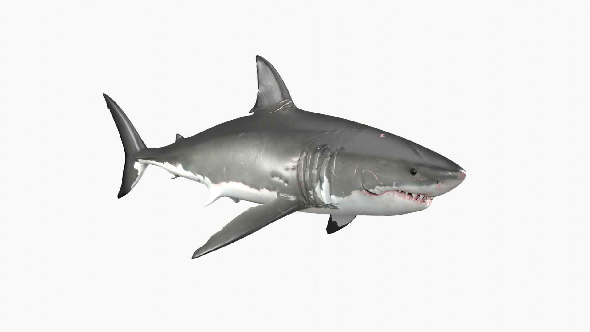 Shark 3D Model - TurboSquid 2331797