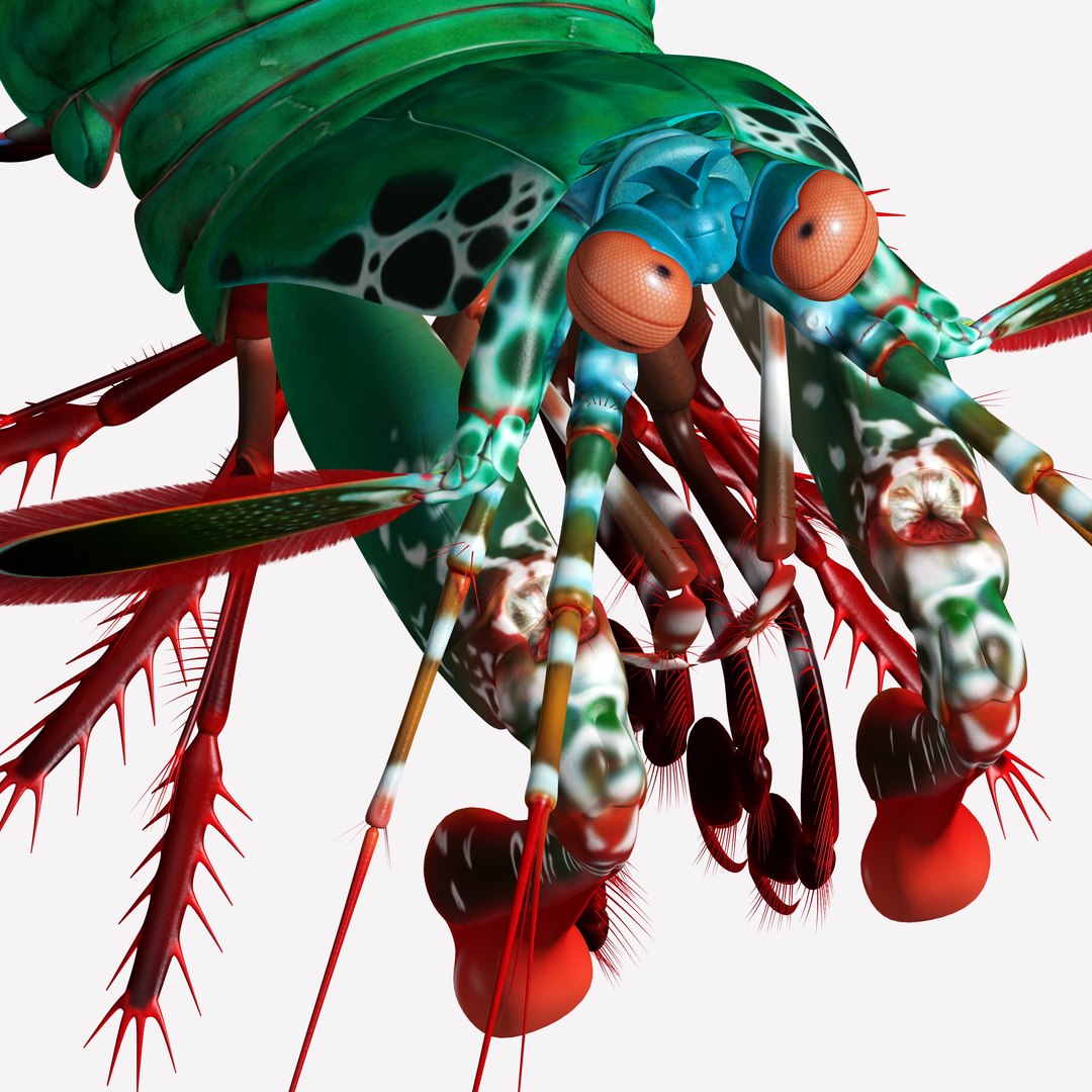 3D Peacock Mantis Shrimp - TurboSquid 1276306