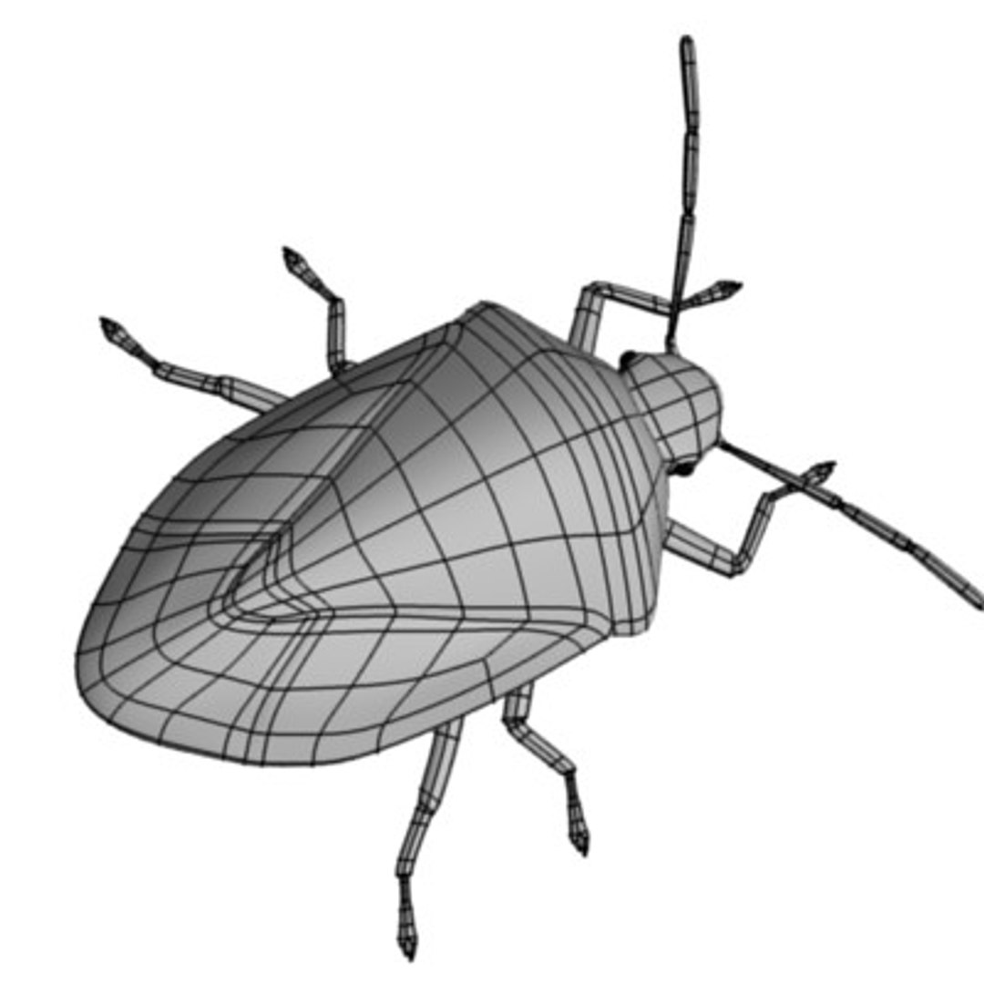 3d Acrosternum Stink Bug