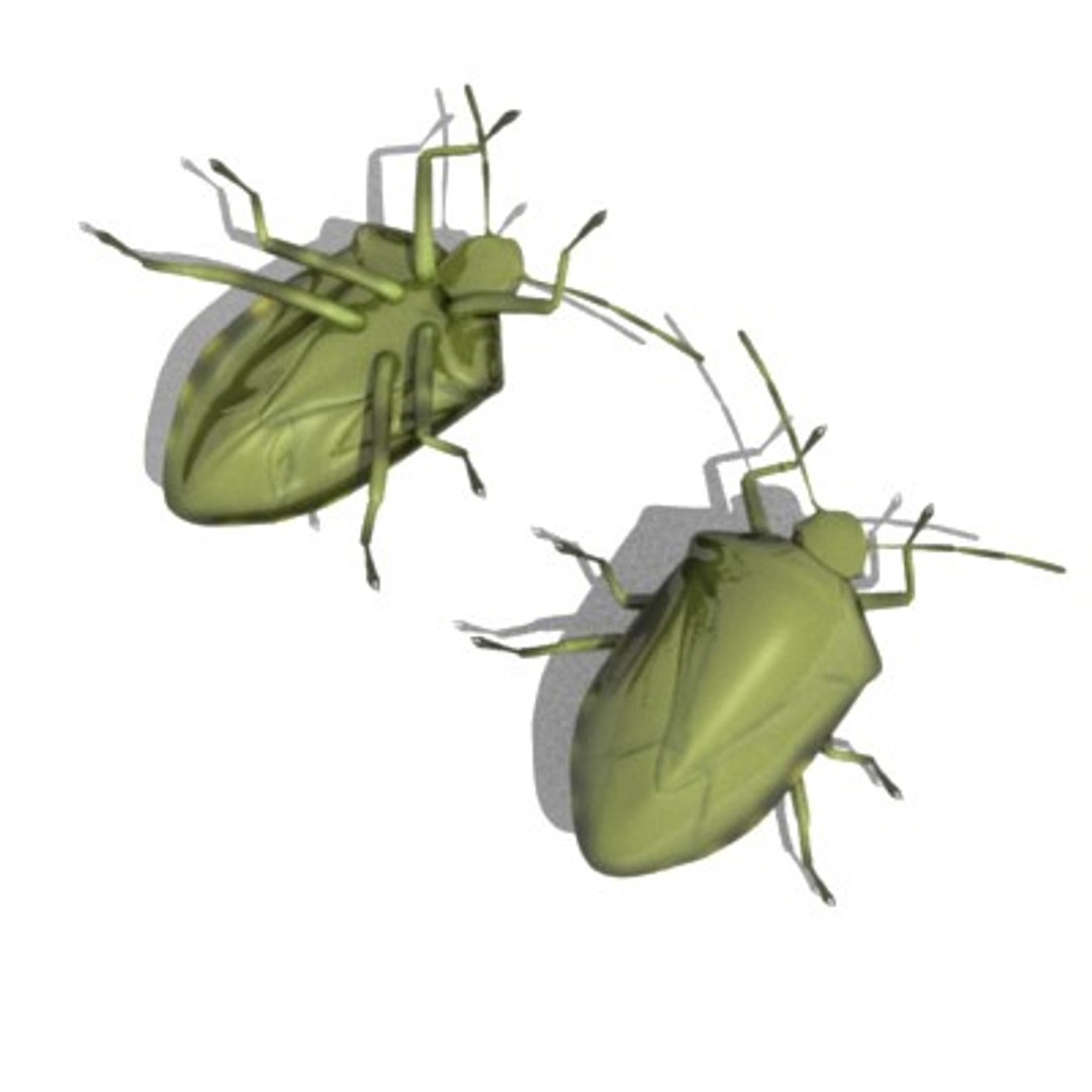 3d Acrosternum Stink Bug