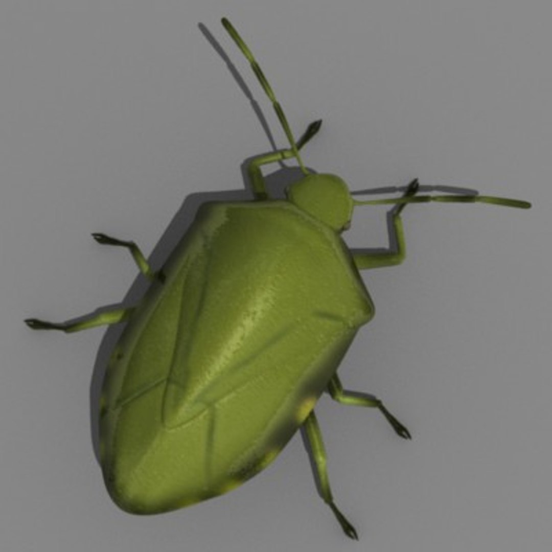 3d Acrosternum Stink Bug