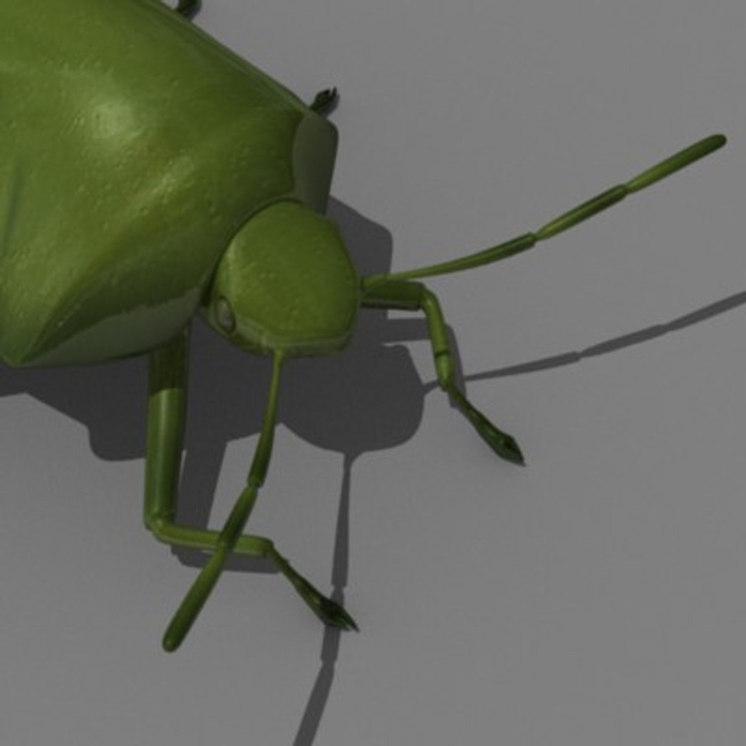 3d Acrosternum Stink Bug