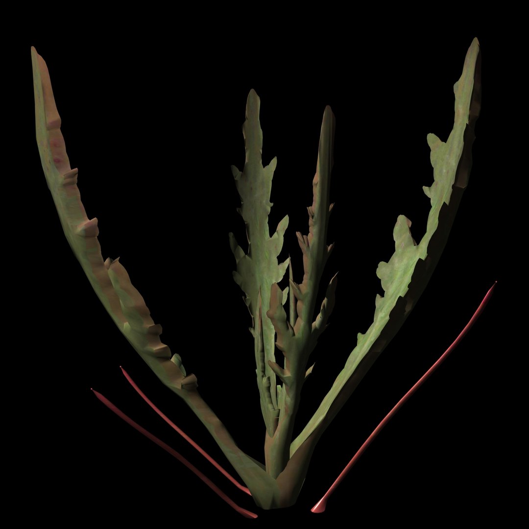 Bryce Succulents Plant Stem