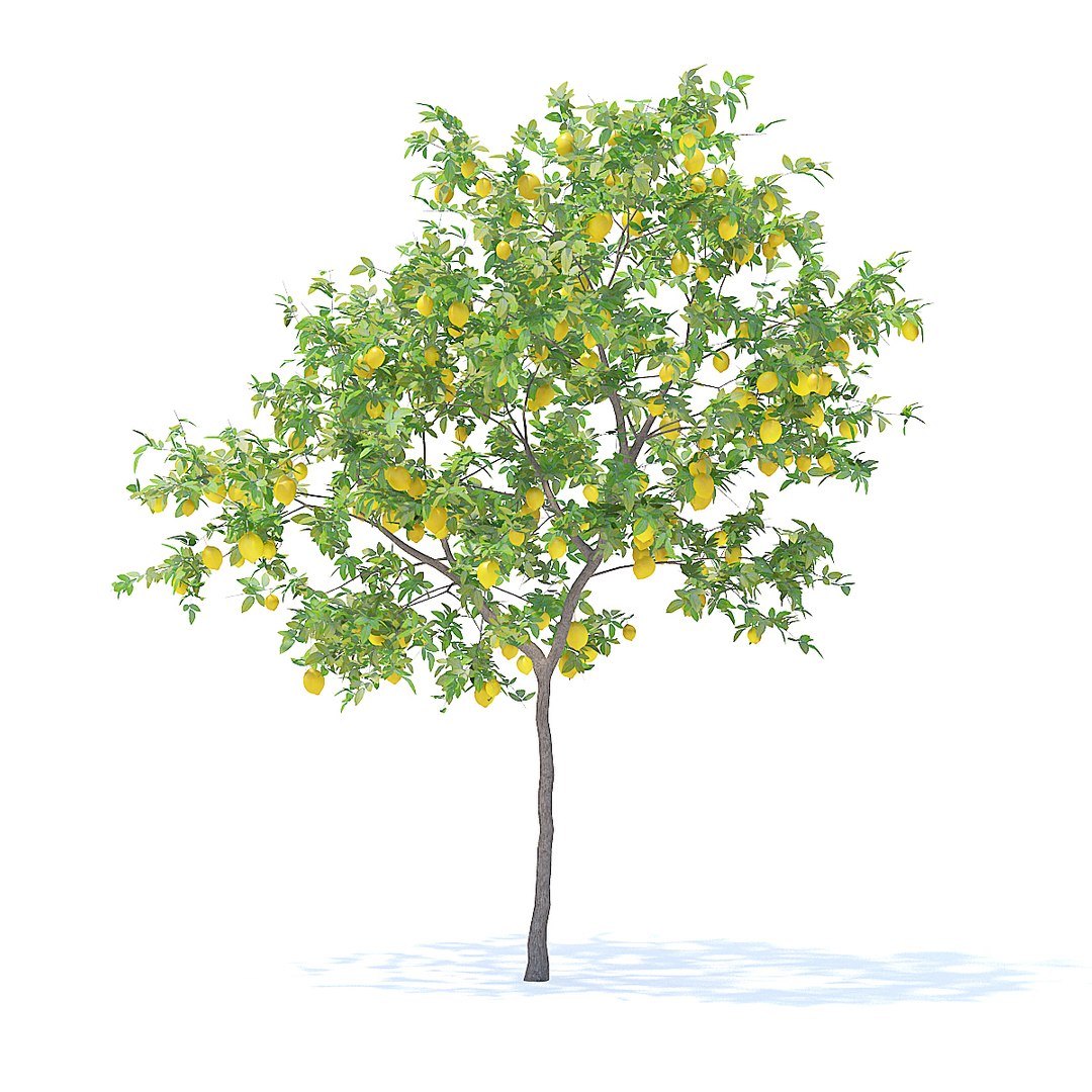 3D Model Lemon Tree 3 1m - TurboSquid 1253264