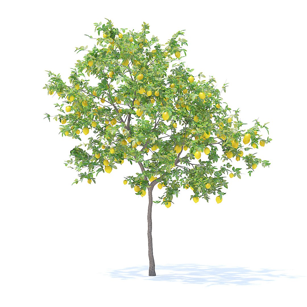 3D Model Lemon Tree 3 1m - TurboSquid 1253264