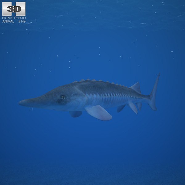 Animal 3D Models for Download | TurboSquid