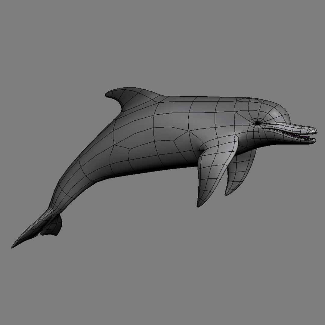 Dolphin Animation 3d Max