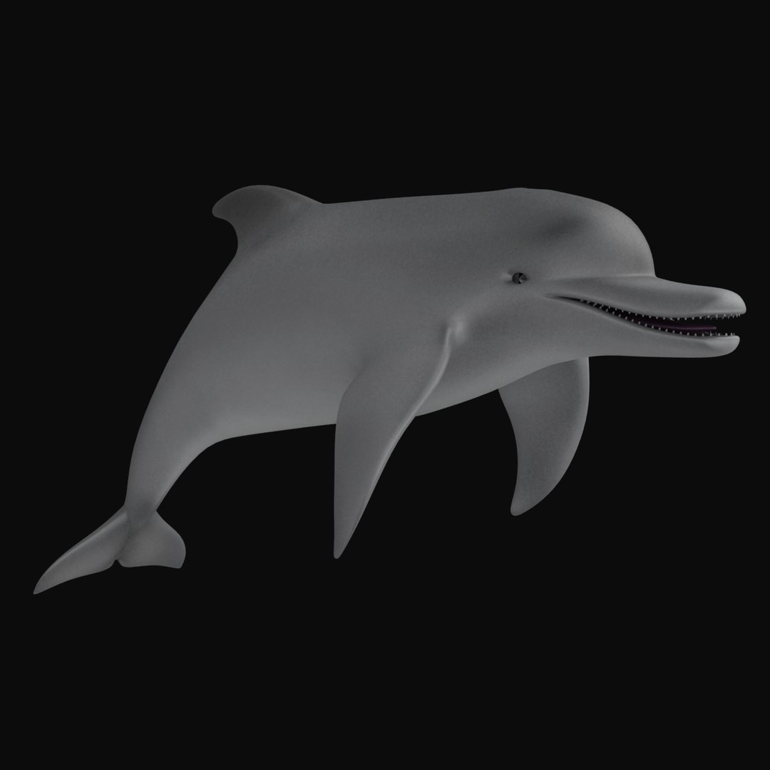 Dolphin Animation 3d Max