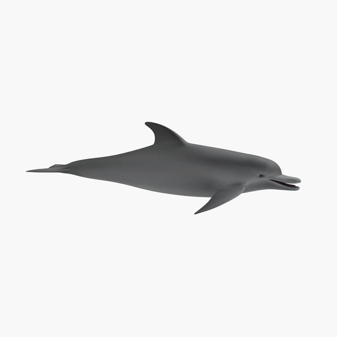 Dolphin Animation 3d Max