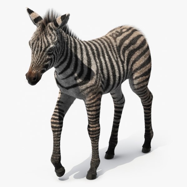 modelo 3d Piel de potro cebra para caminar - TurboSquid 2366171