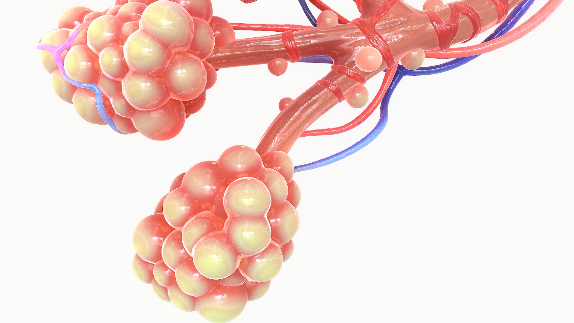 Realistic Human Bronchi Alveoli 3D Model - TurboSquid 1499662
