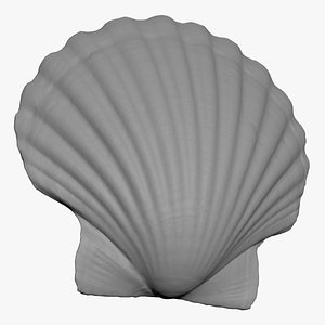 Download 3D Seashell STL Models - TurboSquid