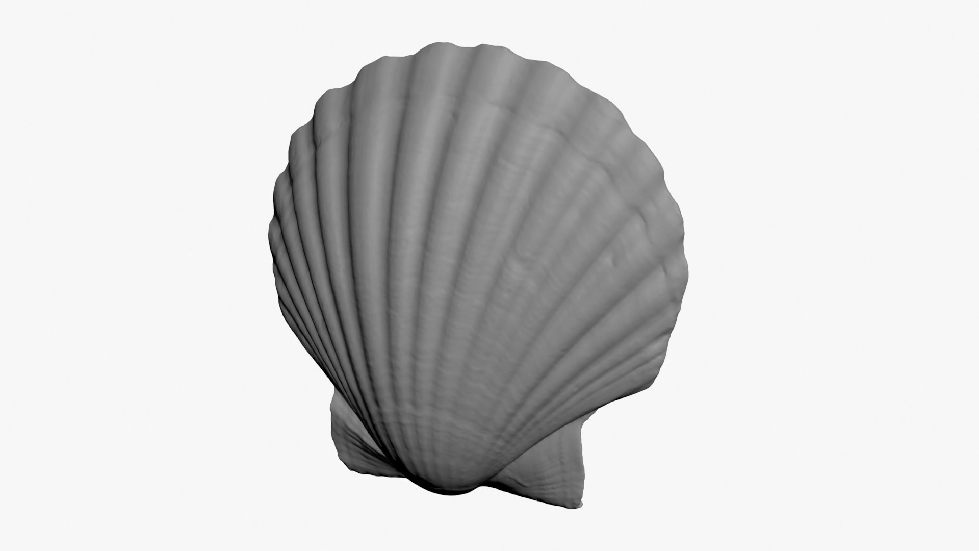 3D Clam Shell Scan - TurboSquid 2272578