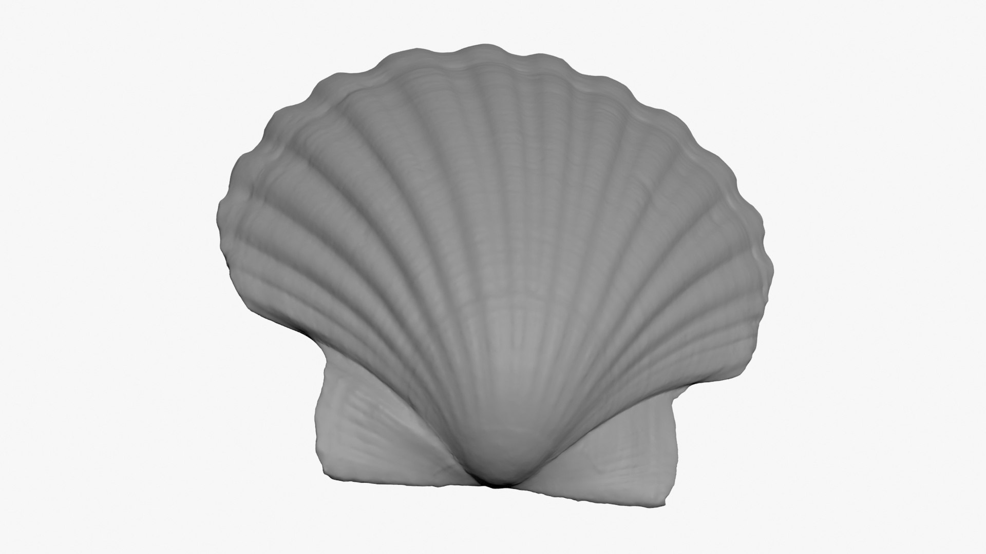 3D Clam Shell Scan - TurboSquid 2272578