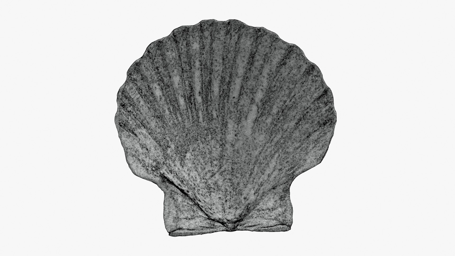 3D Clam Shell Scan - TurboSquid 2272578