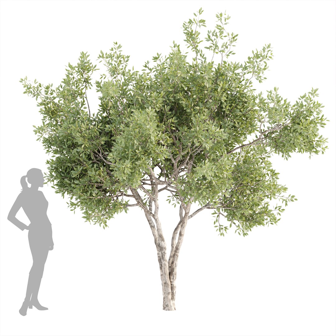 Trees For Landscape Collection Vol 204 3D Model - TurboSquid 2057757