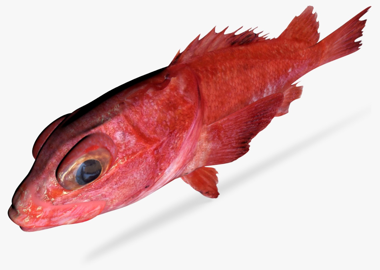 3D Shortspine Thornyhead - TurboSquid 1198138