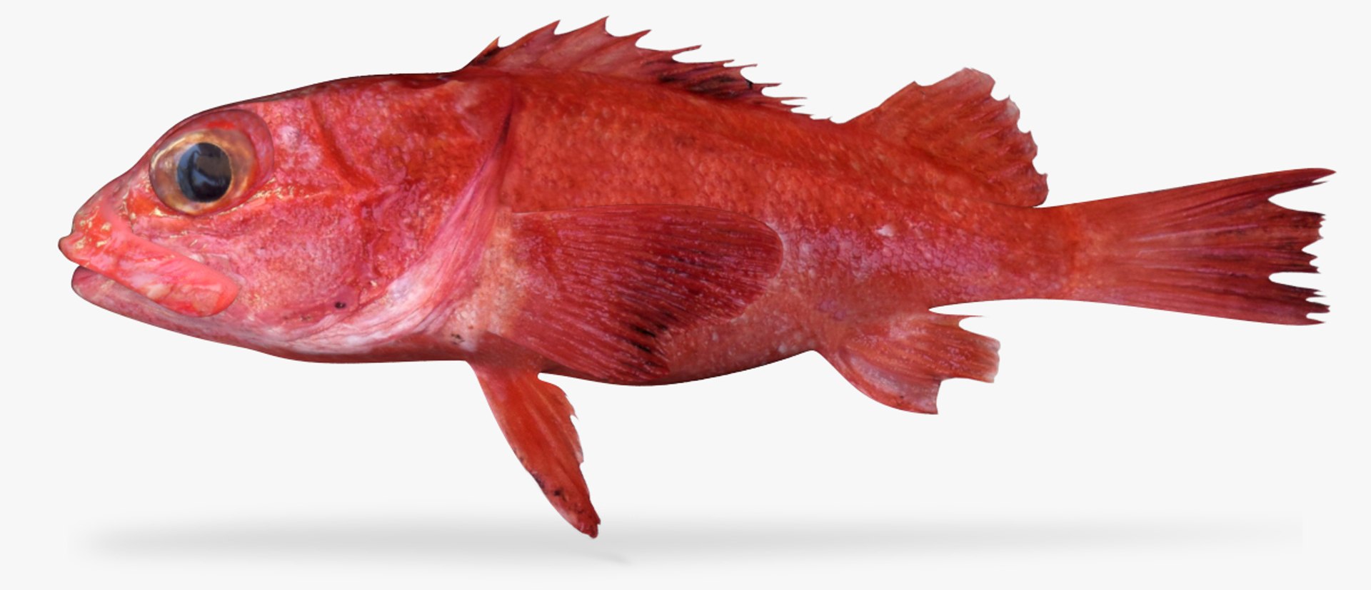 3D Shortspine Thornyhead - TurboSquid 1198138