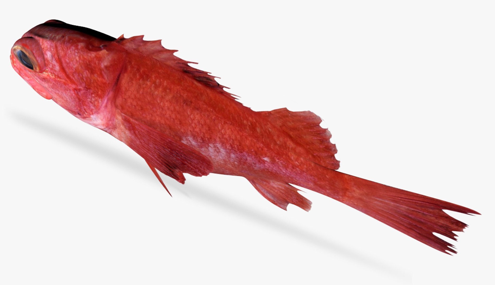 3D Shortspine Thornyhead - TurboSquid 1198138