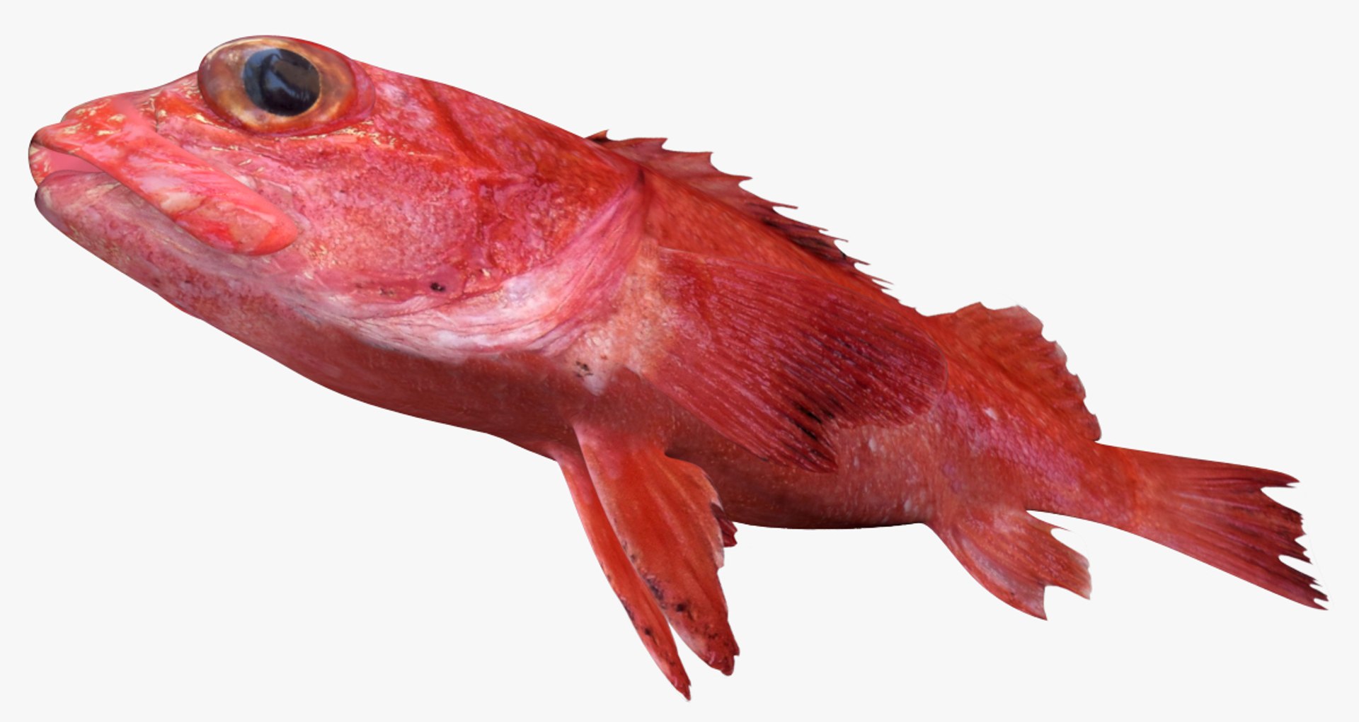 3D Shortspine Thornyhead - TurboSquid 1198138