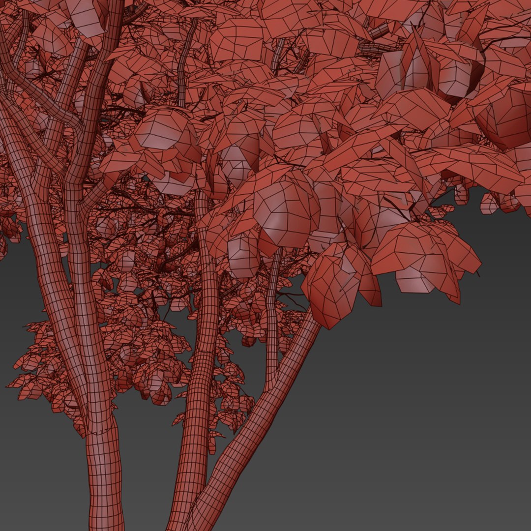 3D Honey Locust Model - TurboSquid 1955884