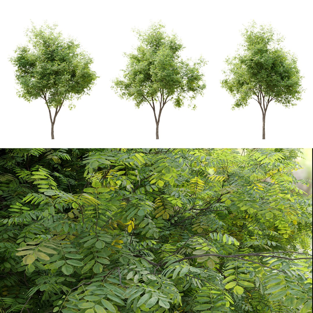 3D Honey Locust Model - TurboSquid 1955884