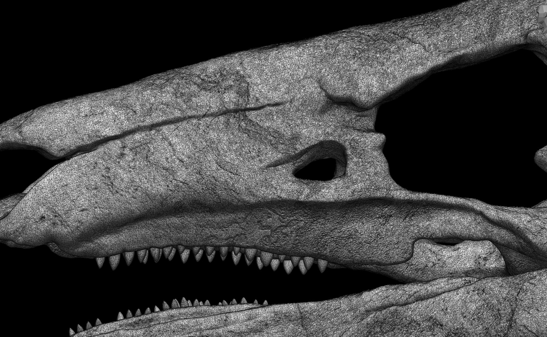 Stegosaurus Skull 3D - TurboSquid 2395611
