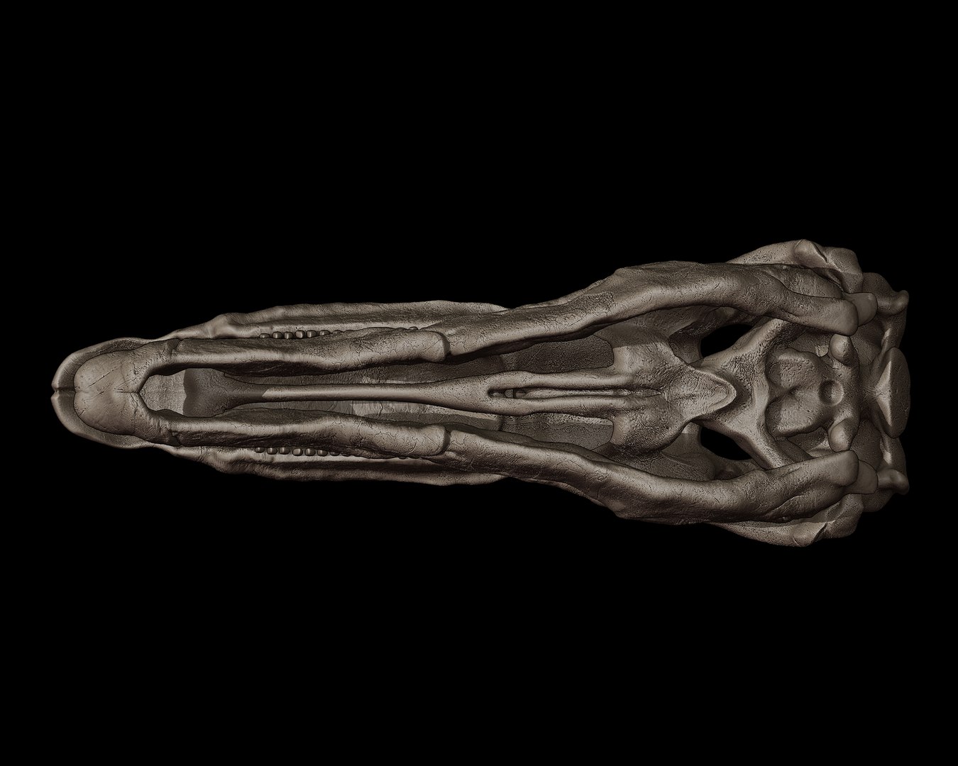 Stegosaurus Skull 3D - TurboSquid 2395611