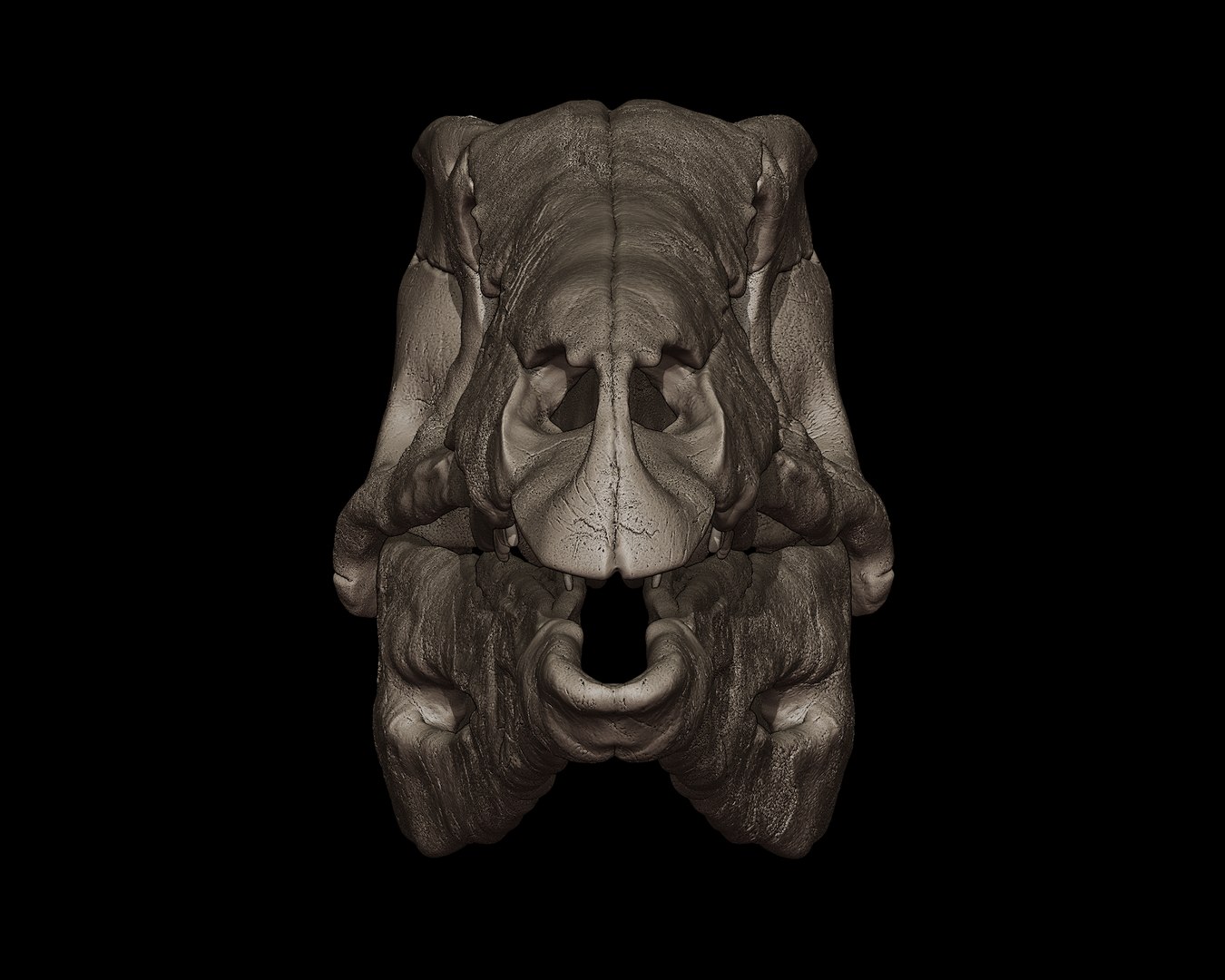 Stegosaurus Skull 3D - TurboSquid 2395611