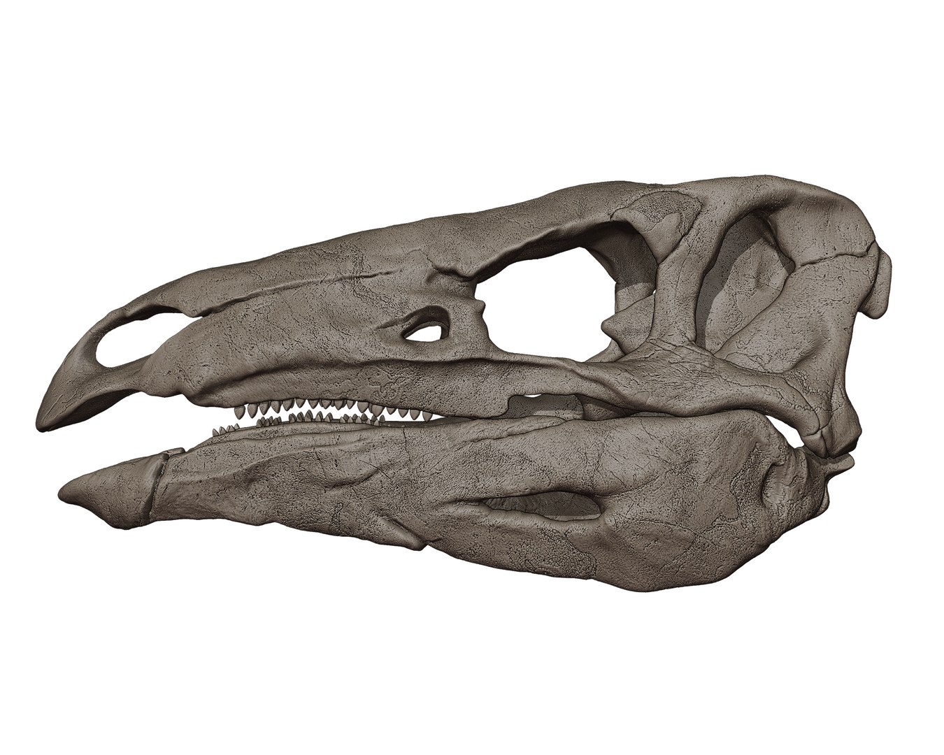 Stegosaurus Skull 3D - TurboSquid 2395611