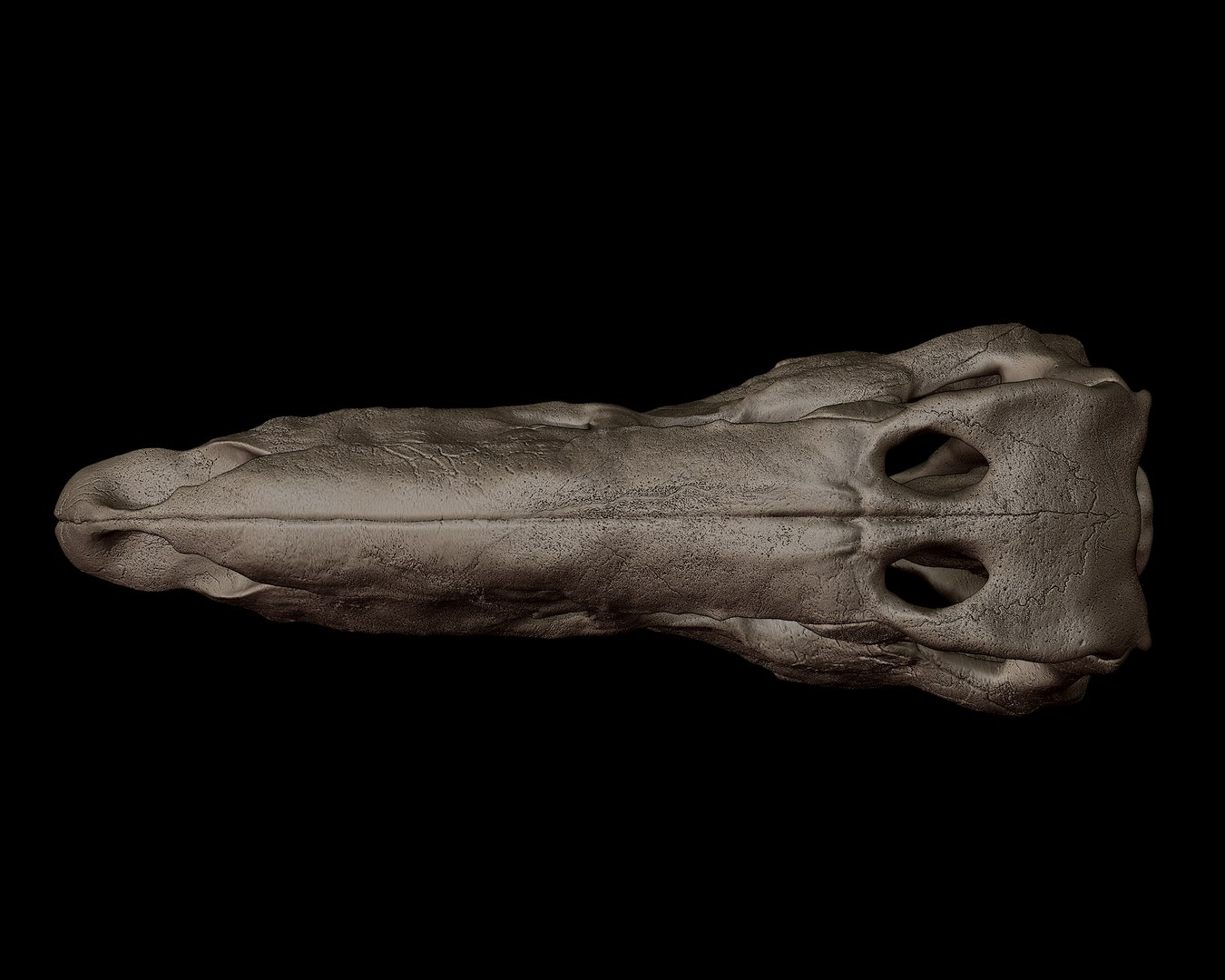 Stegosaurus Skull 3D - TurboSquid 2395611
