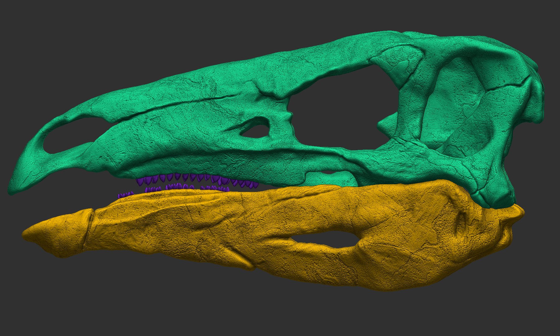Stegosaurus Skull 3D - TurboSquid 2395611