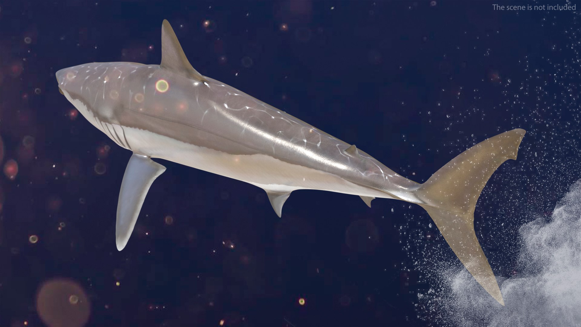 Realistic Shortfin Mako Shark Rigged 3D - TurboSquid 2328327