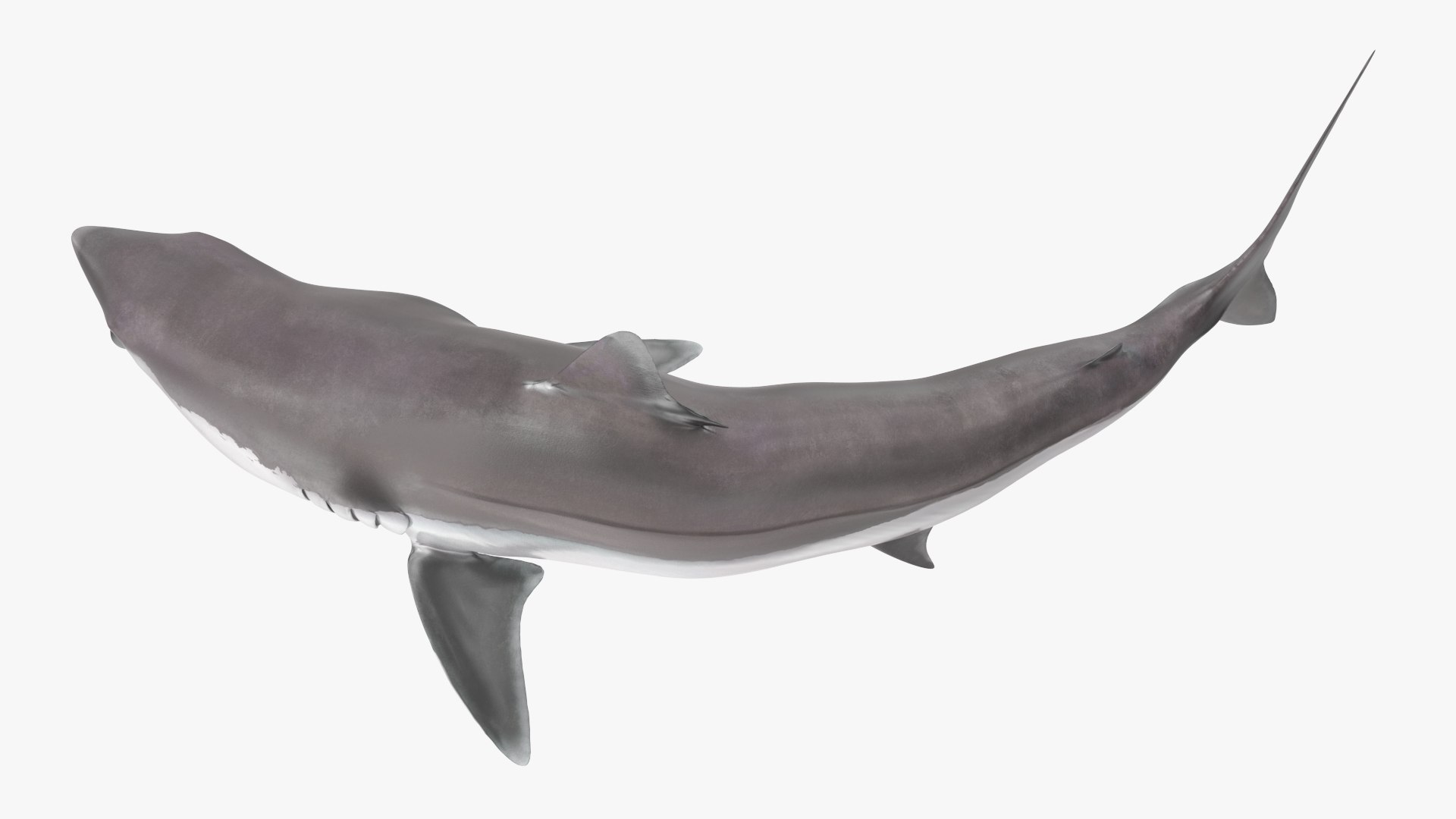 Realistic Shortfin Mako Shark Rigged 3D - TurboSquid 2328327