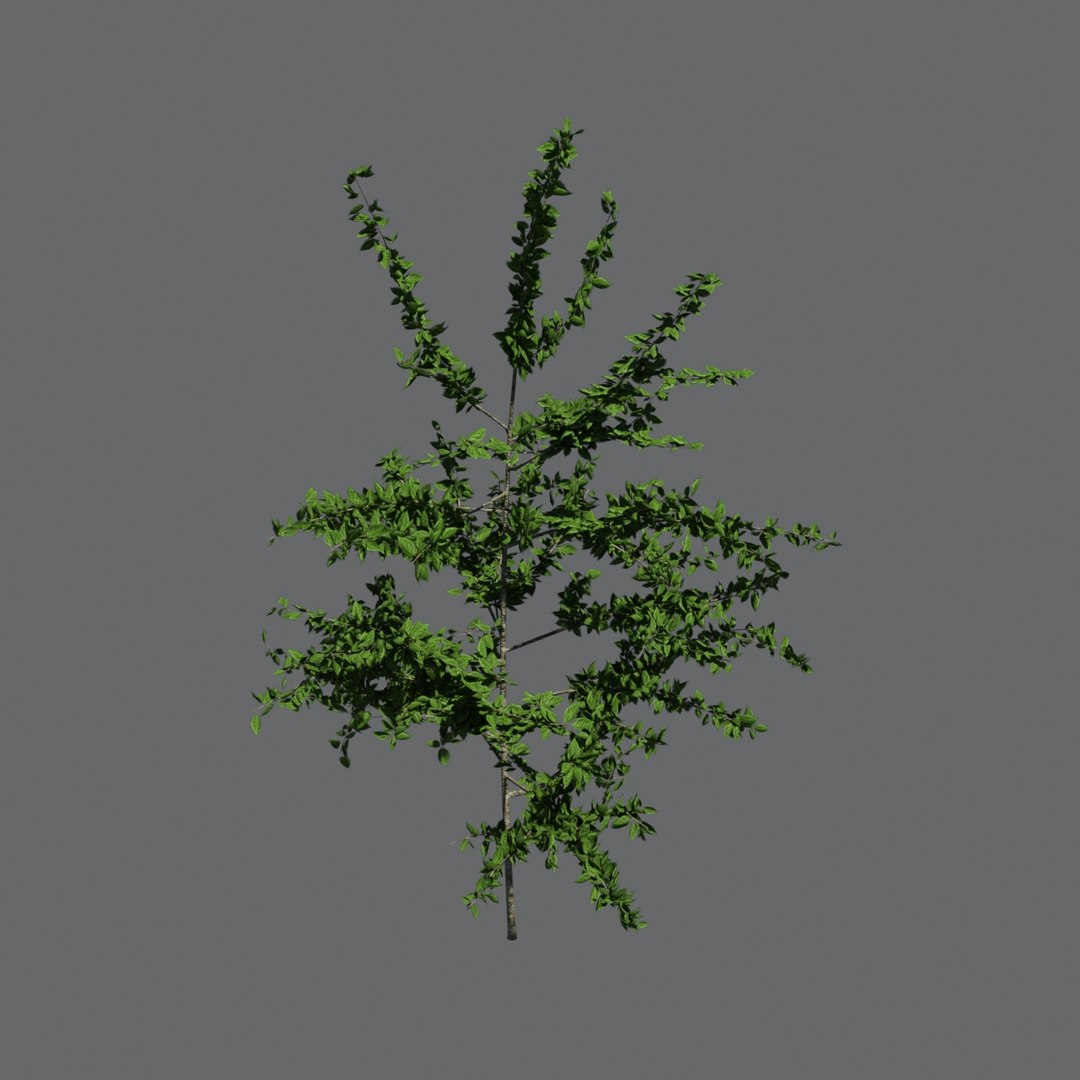 Tree 3d Model