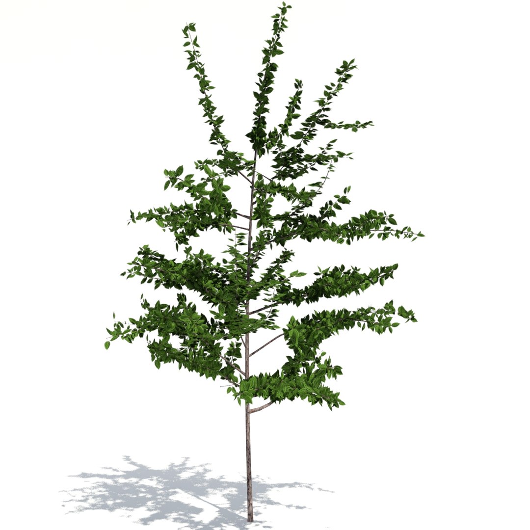 Tree 3d Model