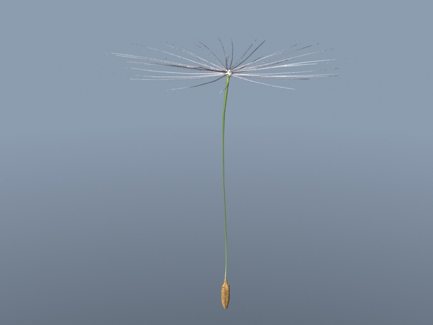 3d Model Dandelion Seeds
