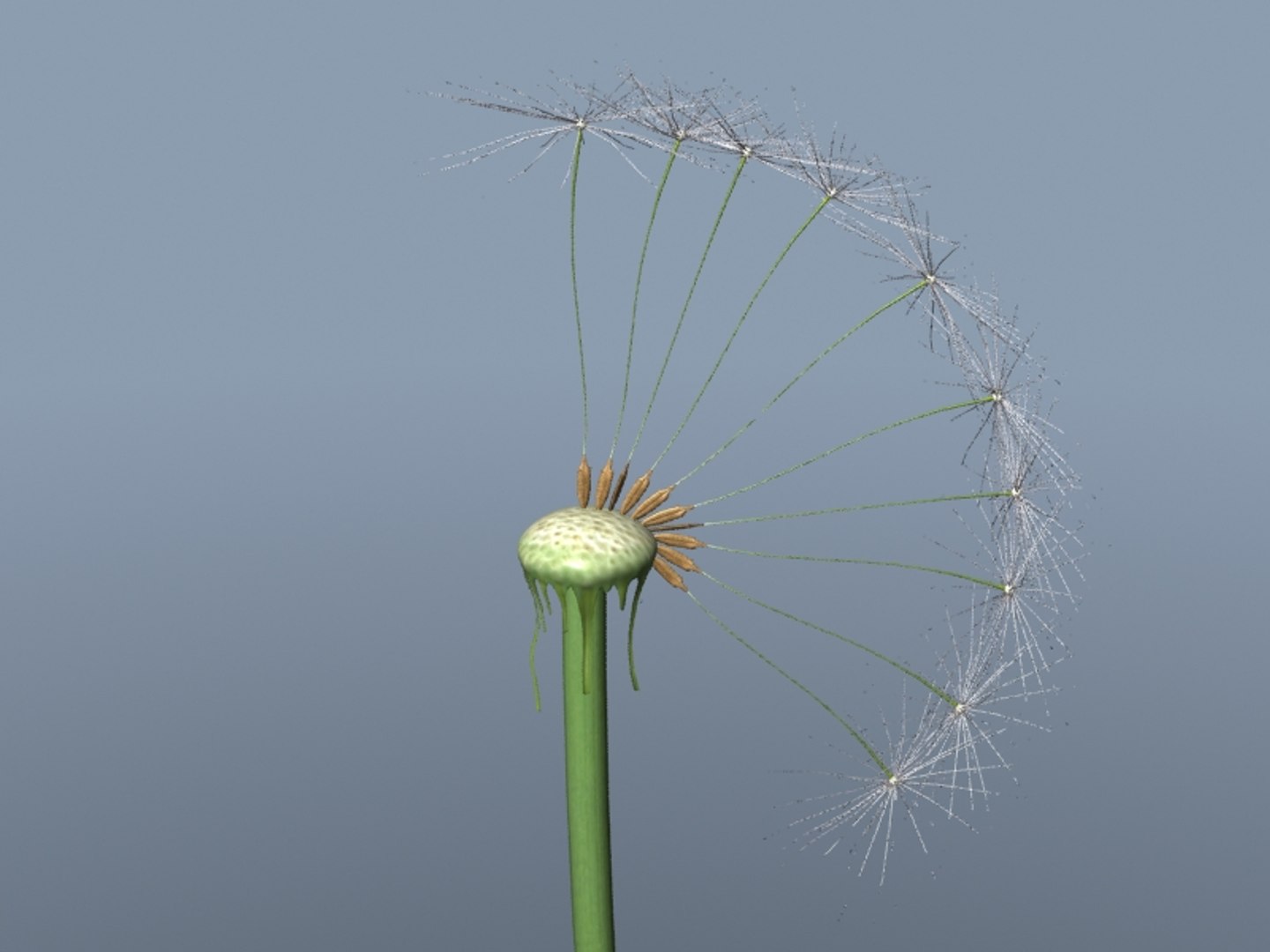 3d Model Dandelion Seeds