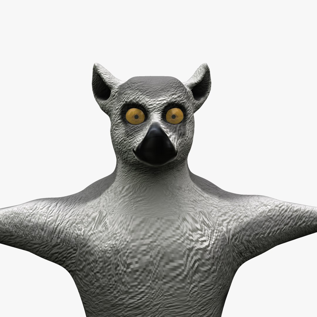 Ring Tailed Lemur Ma