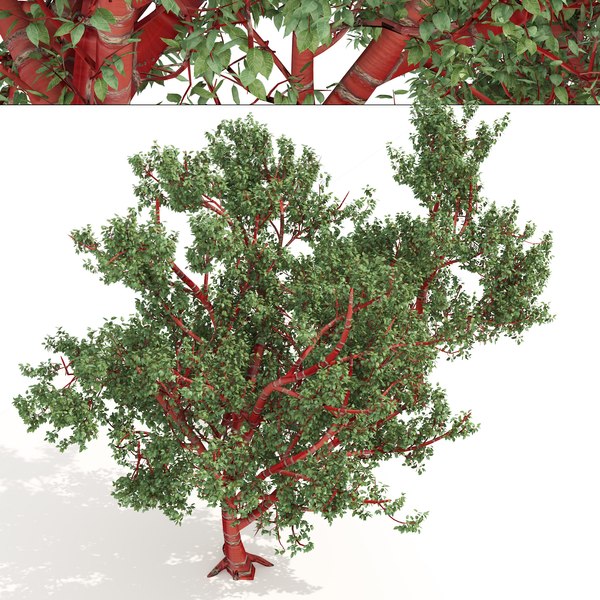 Cherry Tree glTF Models for Download | TurboSquid
