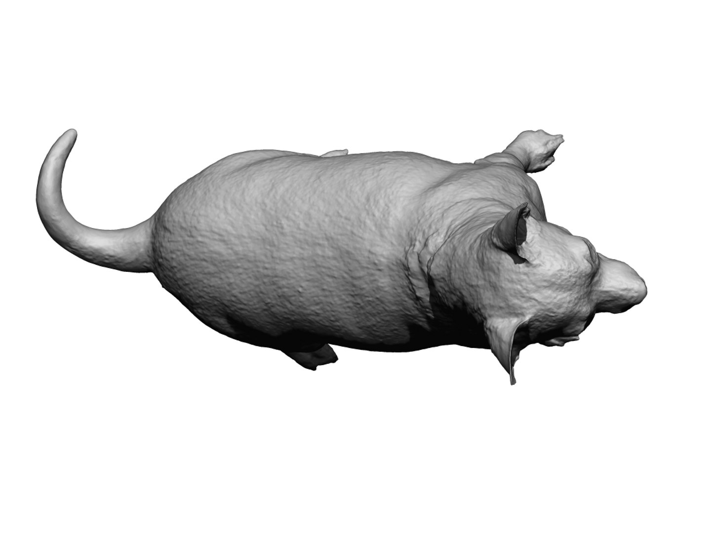 Dog Scanned Photogrammetry 3D Model - TurboSquid 1349228