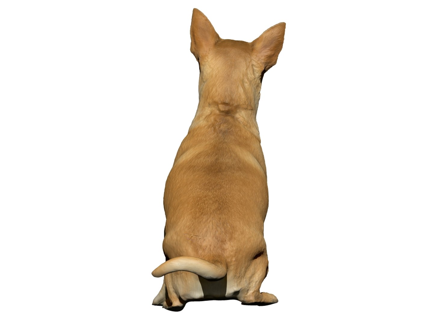 Dog Scanned Photogrammetry 3D Model - TurboSquid 1349228