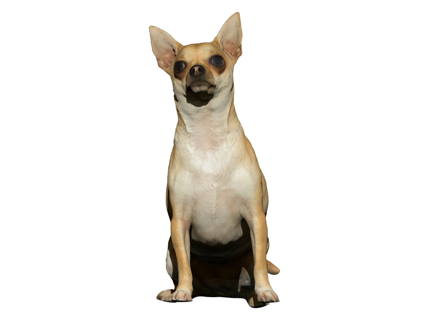 Dog Scanned Photogrammetry 3D Model - TurboSquid 1349228