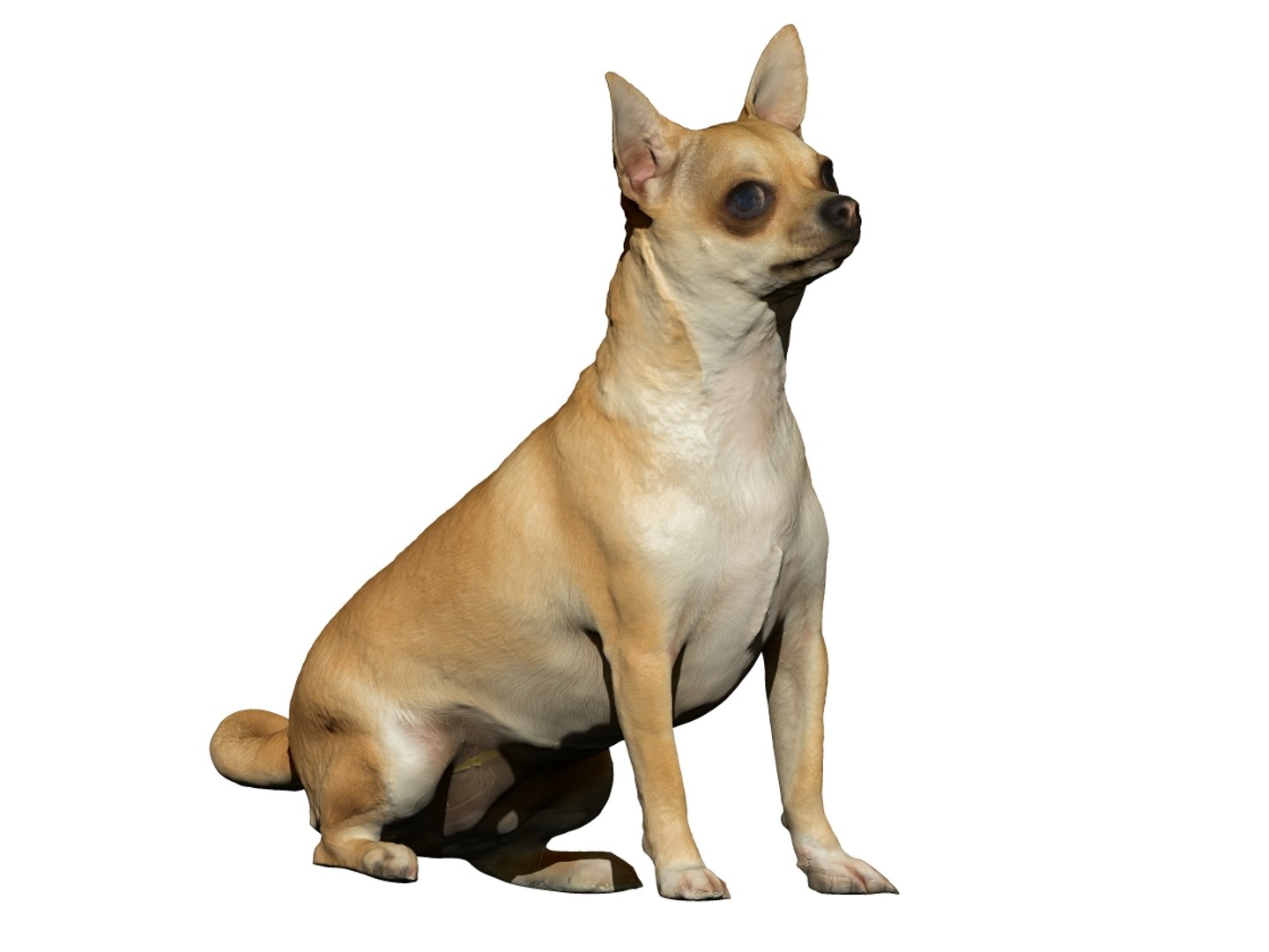 Dog Scanned Photogrammetry 3D Model - TurboSquid 1349228