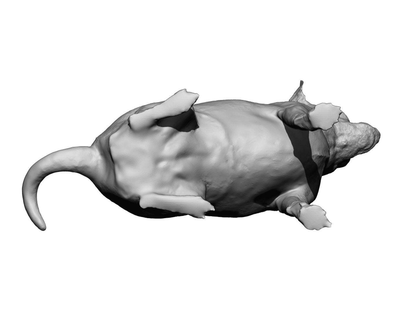 Dog Scanned Photogrammetry 3D Model - TurboSquid 1349228