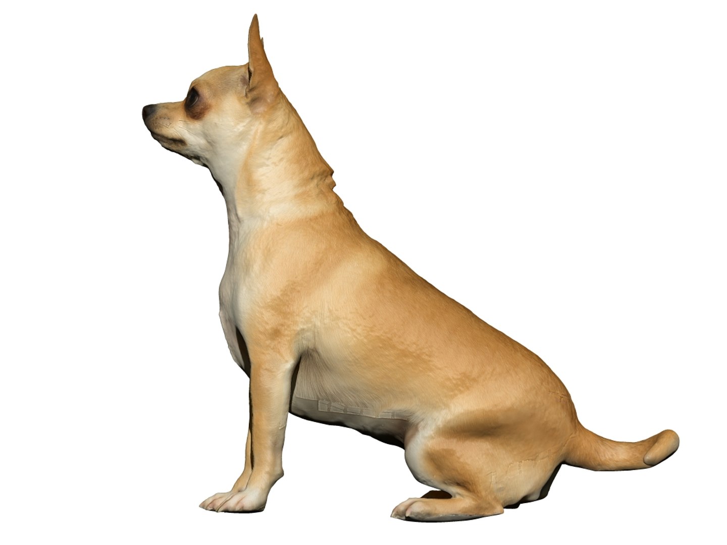 Dog Scanned Photogrammetry 3D Model - TurboSquid 1349228