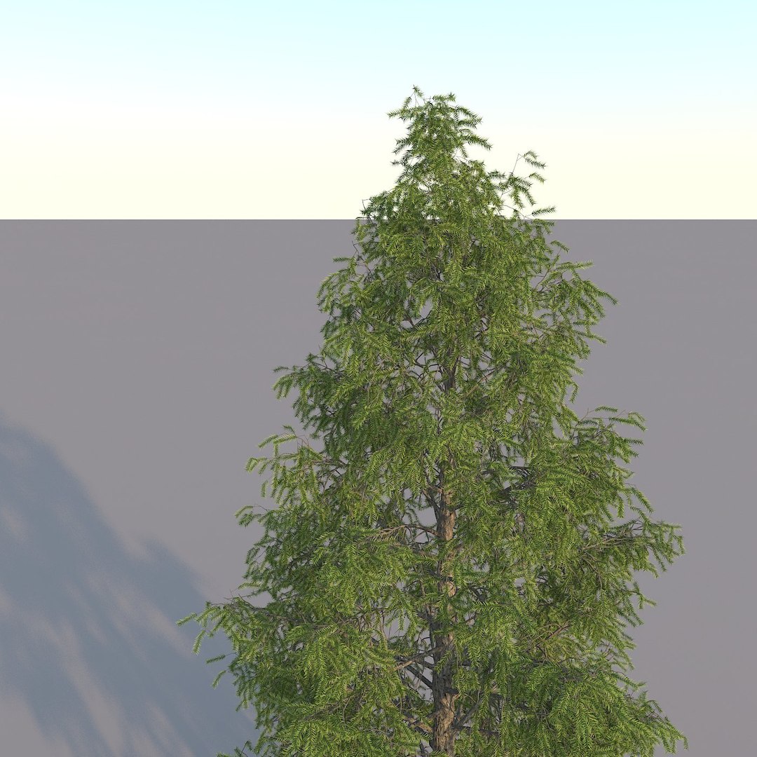 Spruce Tree 3d Max