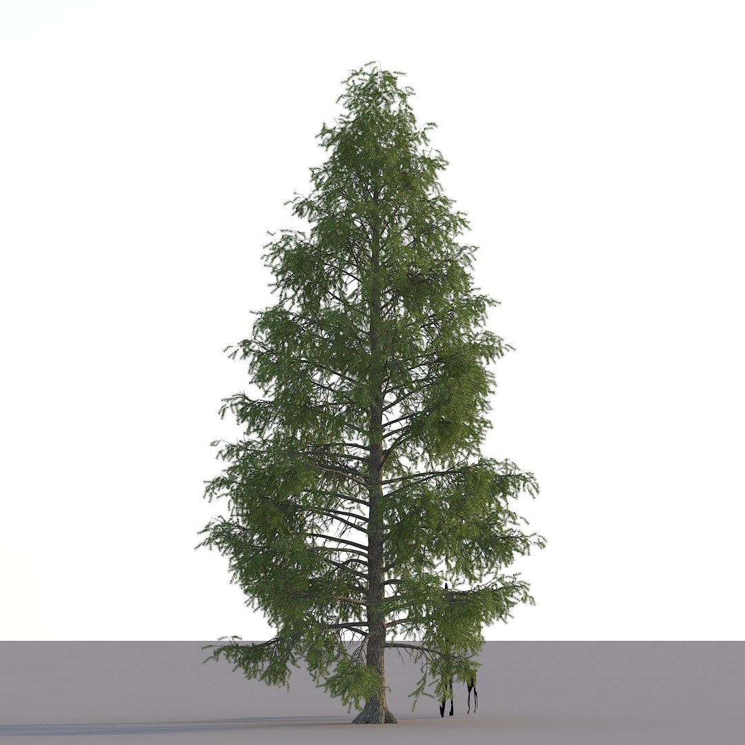 Spruce Tree 3d Max
