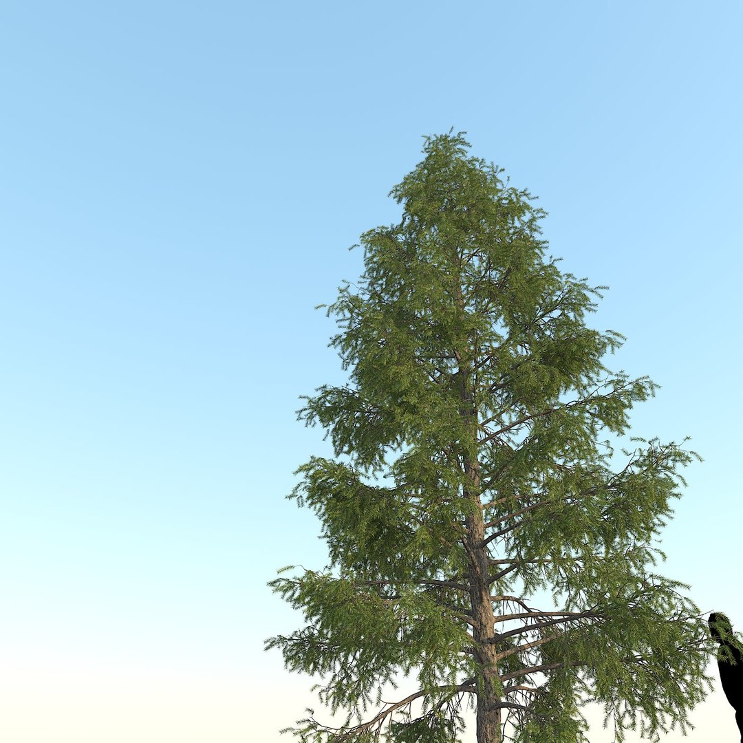Spruce Tree 3d Max